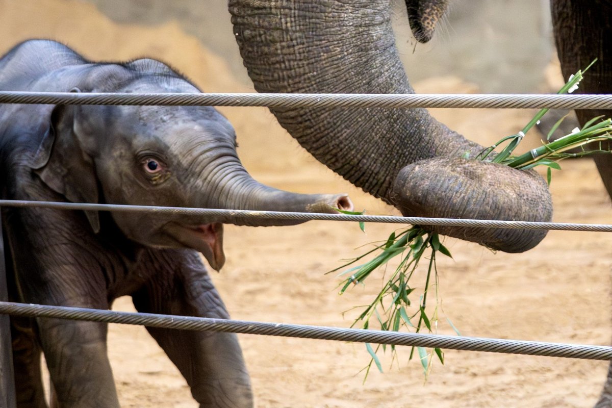 Baby elephant Linh Mai makes first public appearance
