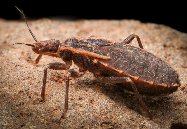 A puppy’s sudden death reveals a little‑known Texas threat