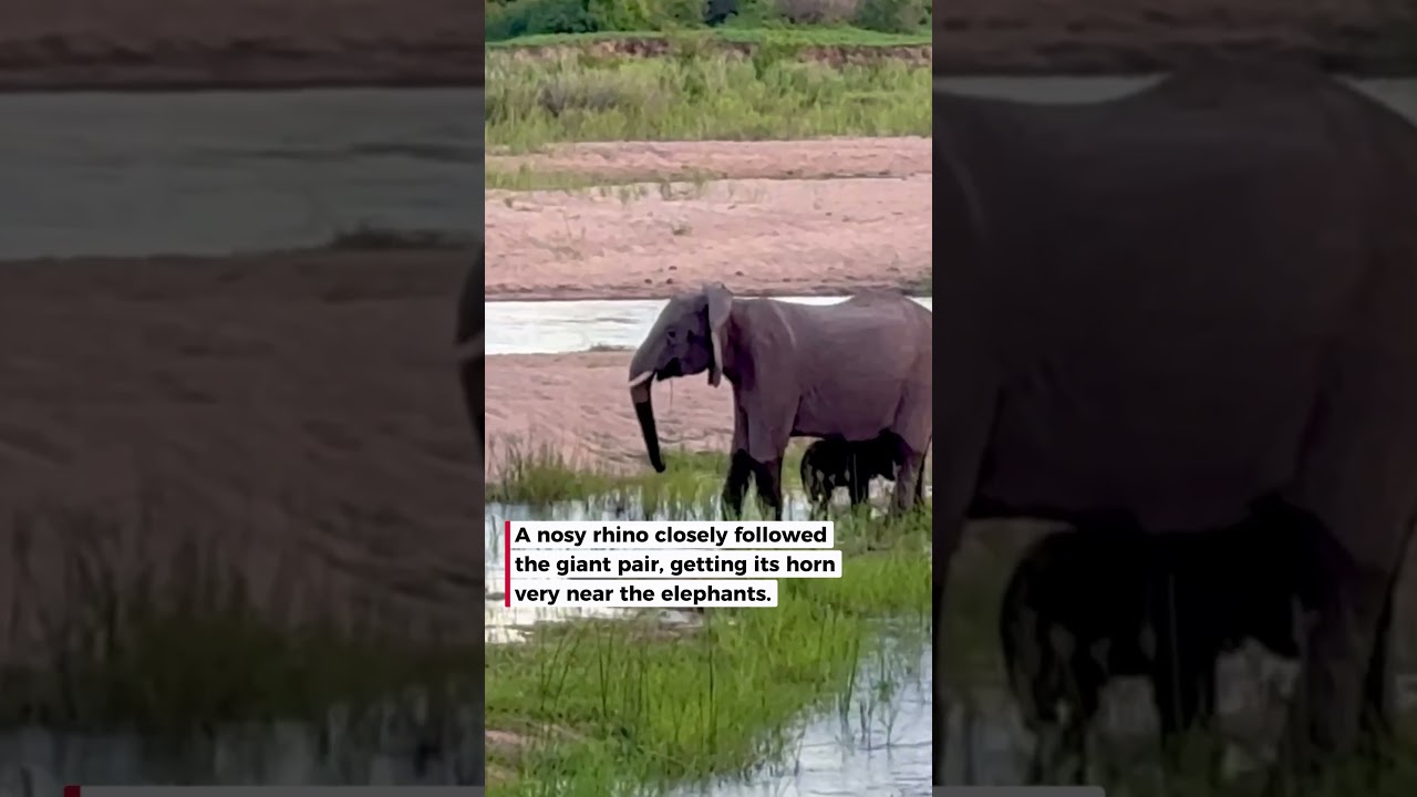 I couldn’t believe this elephant mom's reaction! 🐘💨