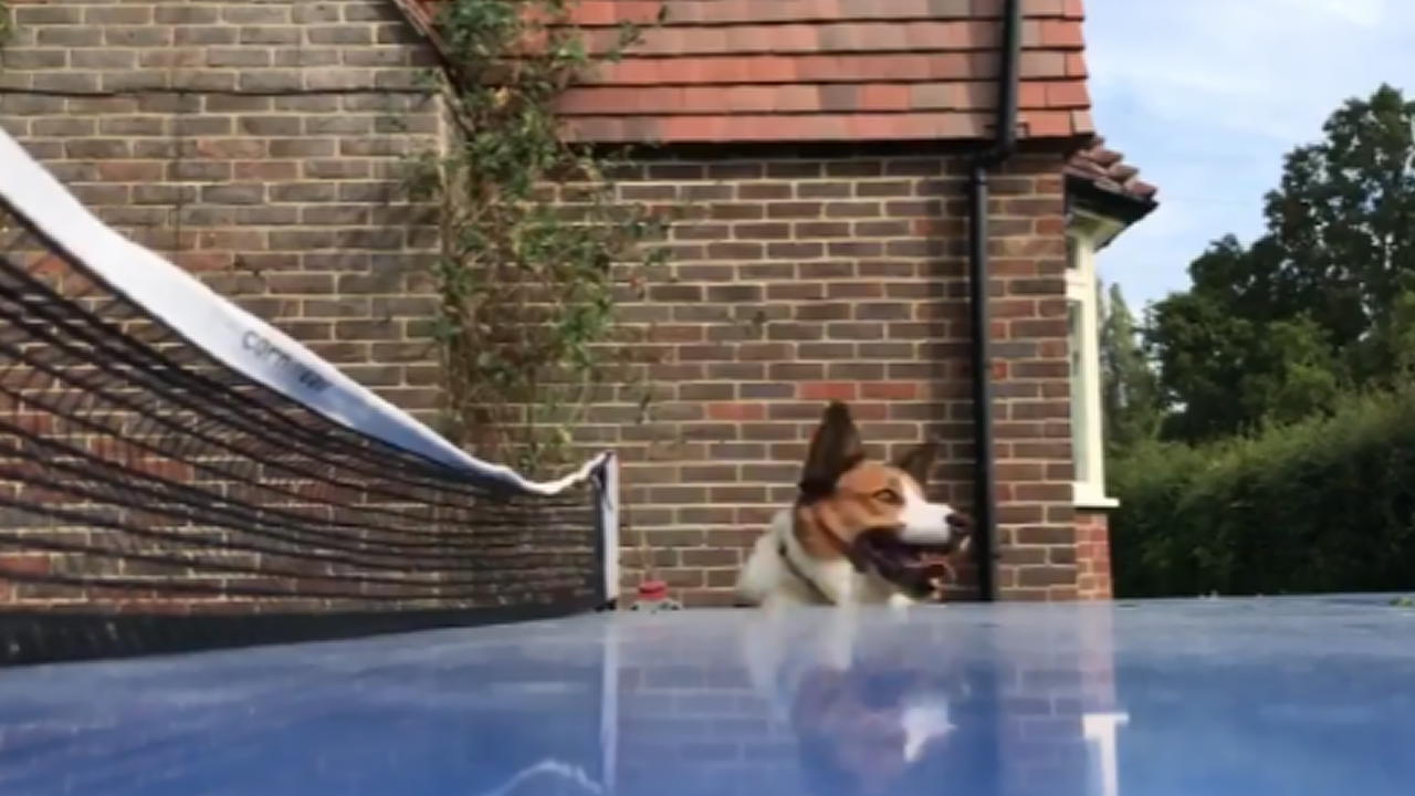Dog tries to referee a ping pong match