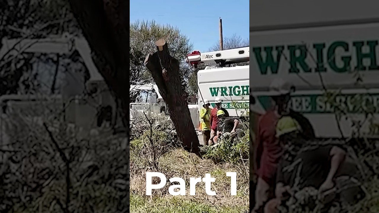 I can't believe they cut these trees down! 🌳