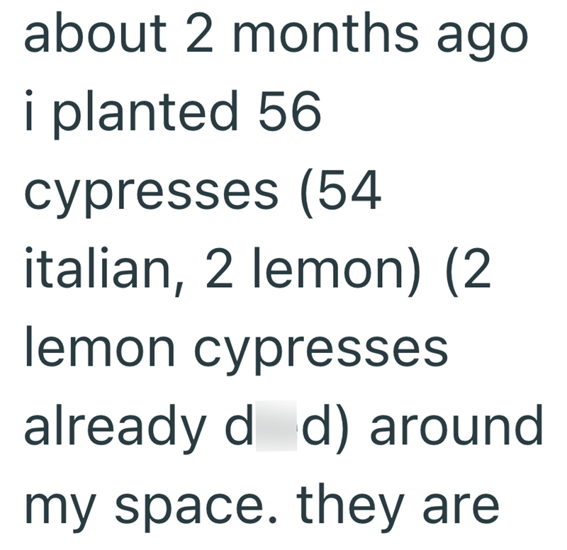 Everyone tells me I messed up: Homeowner plants 56 cypress trees