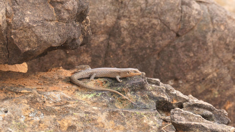 Australia's rarest reptile, the kungaka skink, found in far west NSW ...