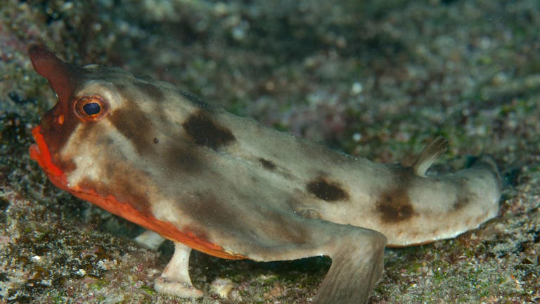 Red-lipped batfish looks like she’s wearing lipstick and people are ...