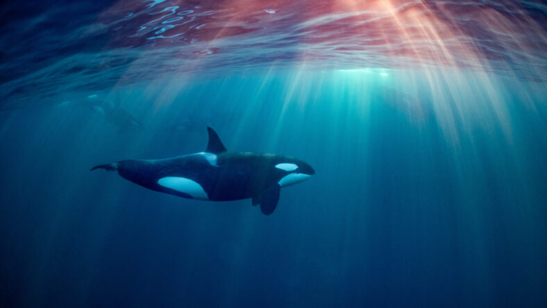 She was performing with an orca at SeaWorld when he grabbed her ...