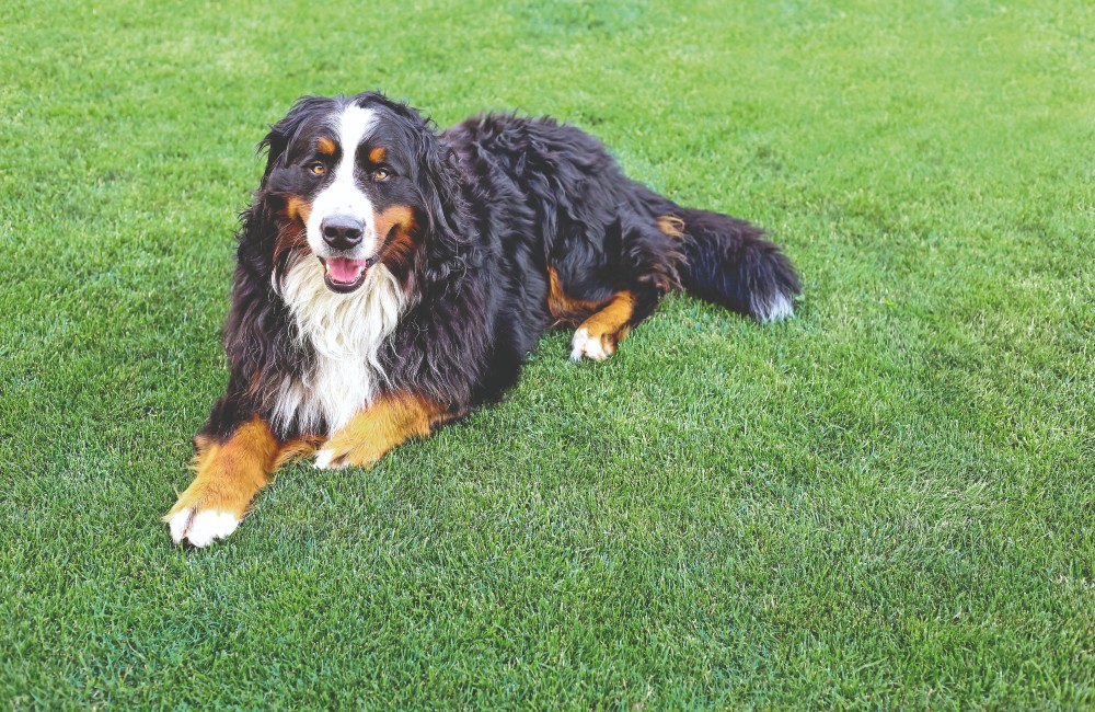 Cane muore improvvisamente al parco durante una corsa mattutina