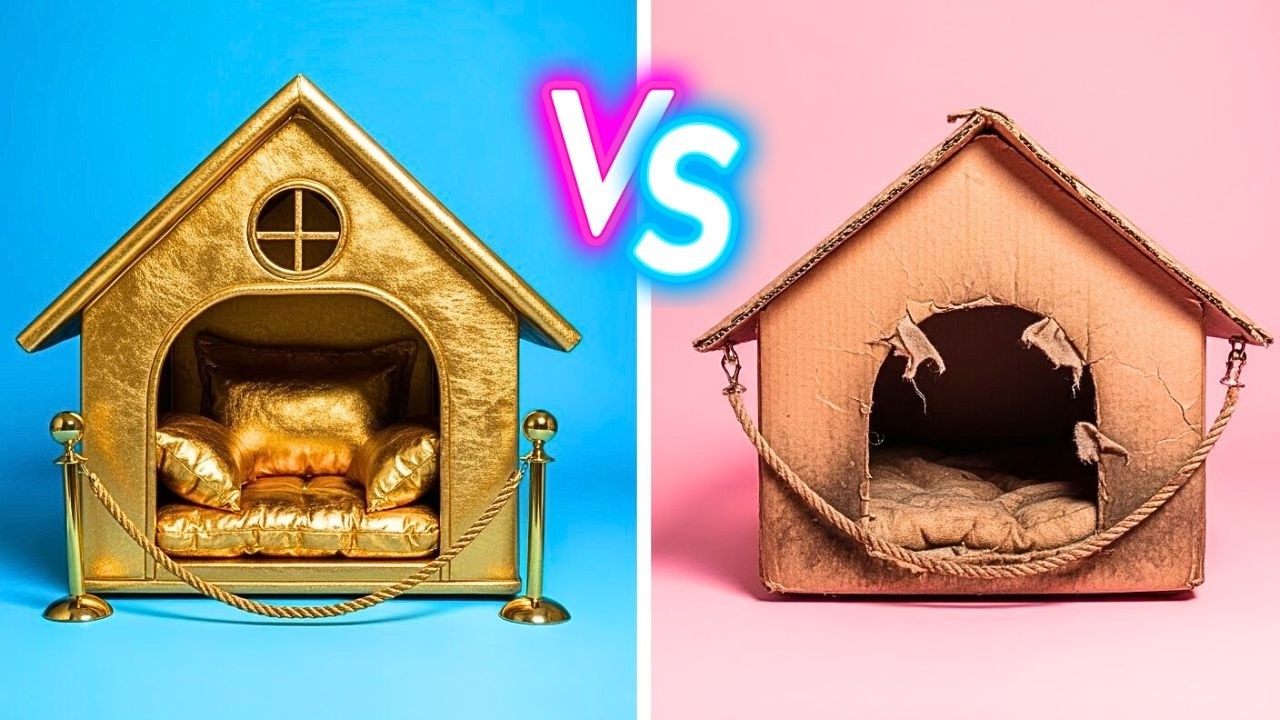 Tierhaus-Duell zwischen Katze und Hund in geheimen Räumen