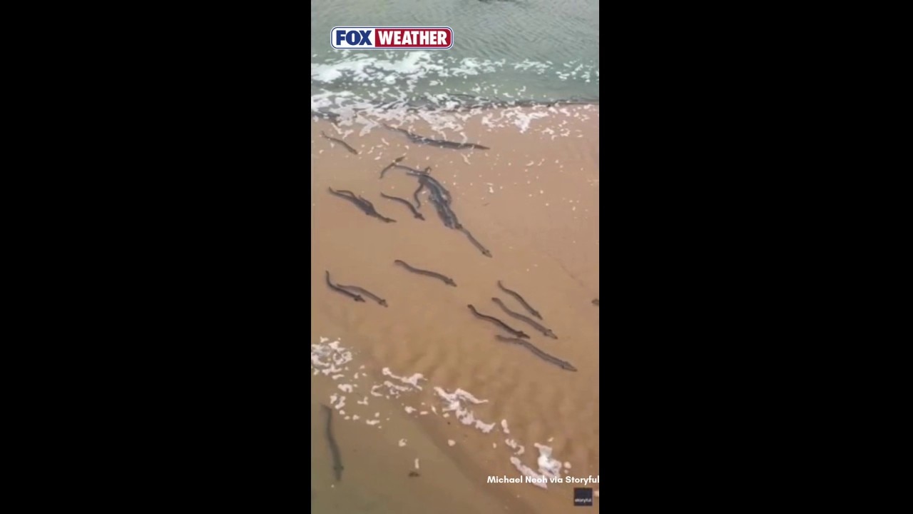 Watch: Eel migration puts on a wild, wiggly show on Australia beach
