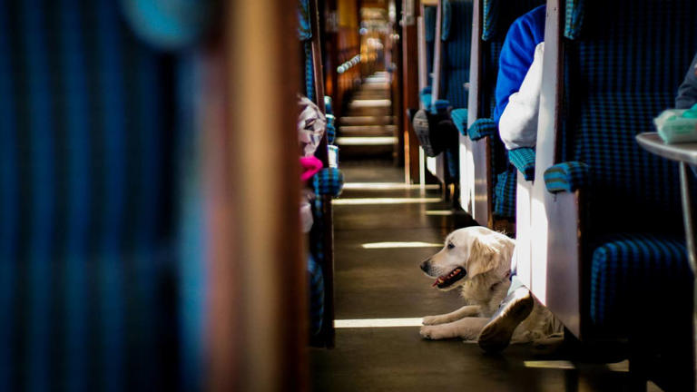 Golden retriever turns a random train ride into a dream come true for ...