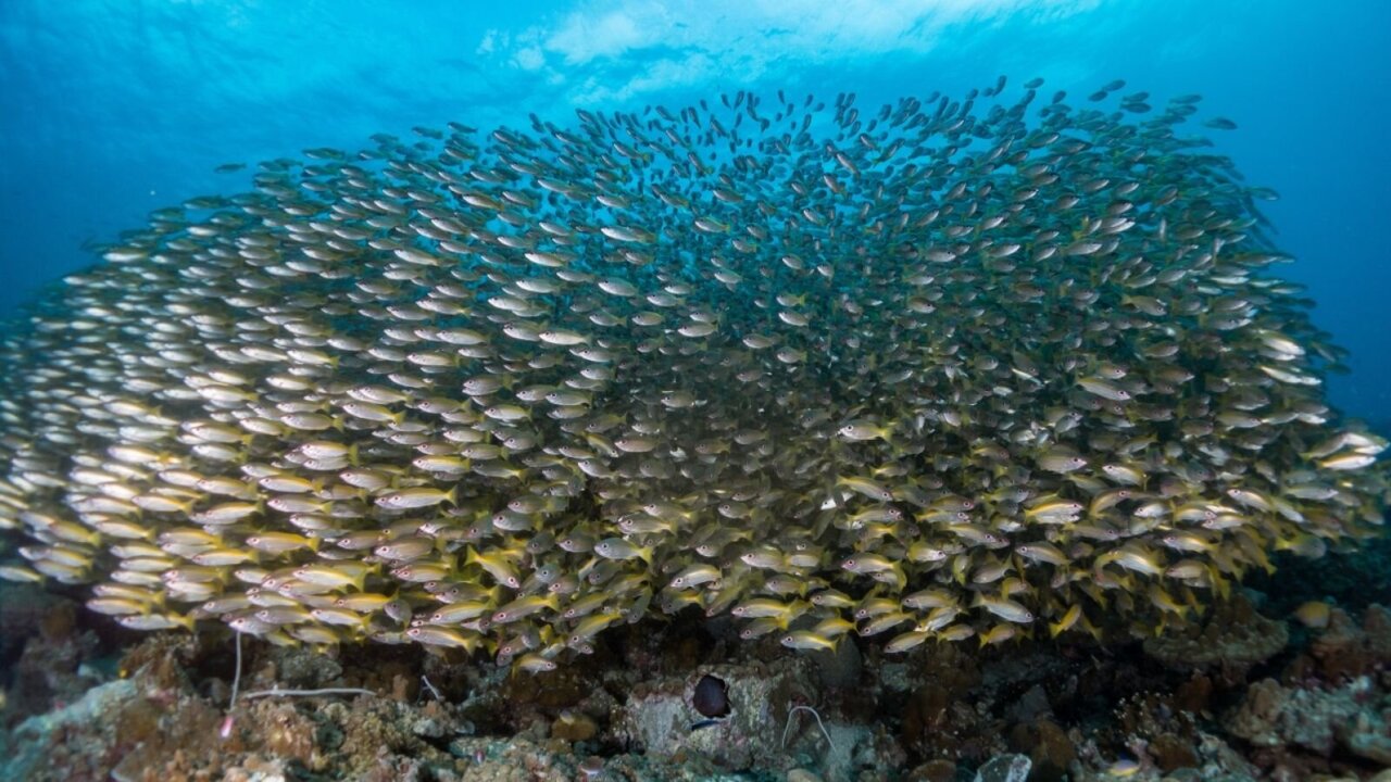 Jelly-like plankton fuel bigger, faster-growing reef fish across the ...