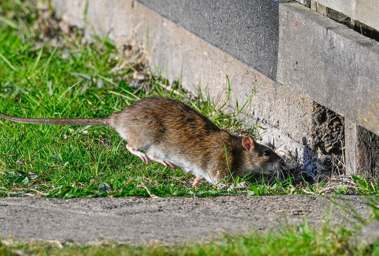 How to get rid of rats and keep them out of your home for good