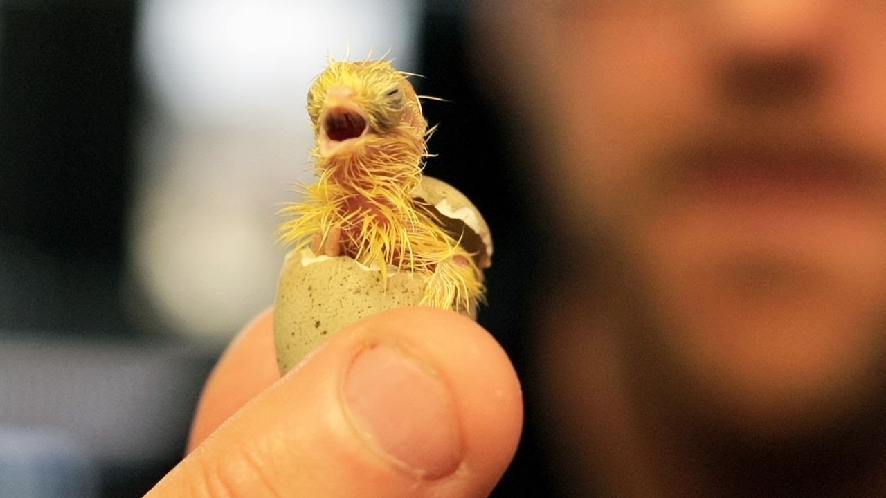 I was wrong about quail hatching times