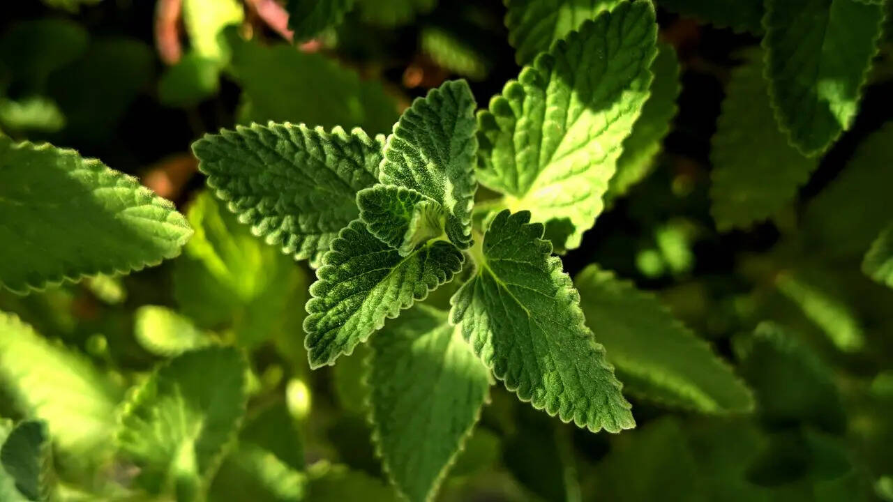 7 indoor herbs you can grow near a sunny window