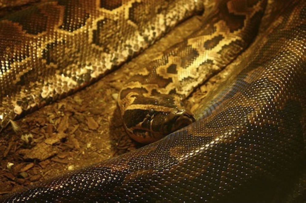 Perhilitan’s biggest wildlife bust: Hundreds of bear and python parts ...