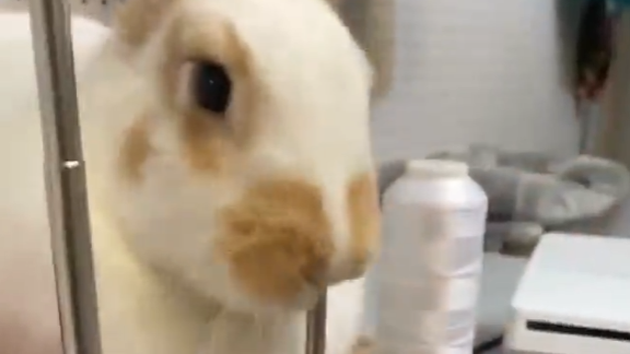 Fluffy bunny causes playful mischief
