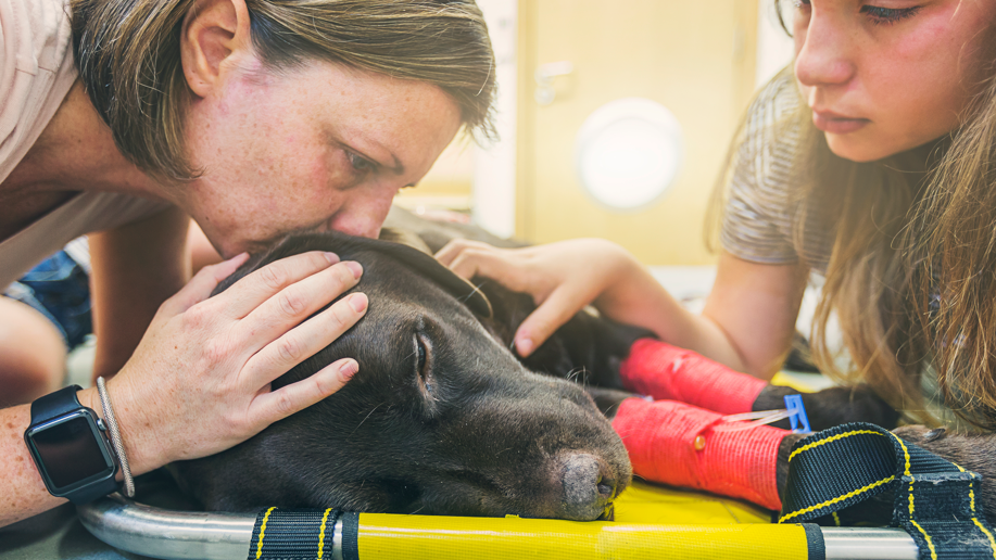 Don't be guilted into staying for your dog's last breath