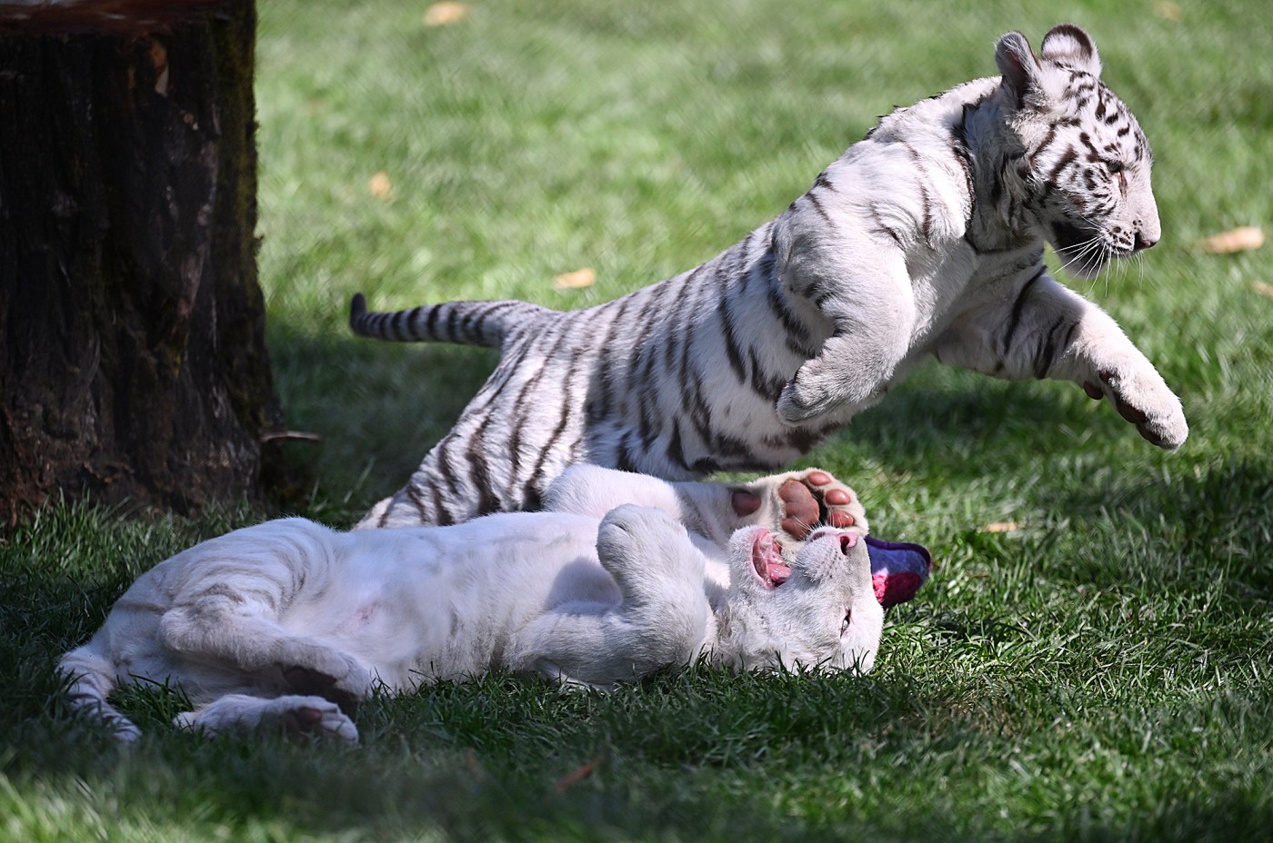 Six Flags Discovery Kingdom welcomes two rare white tiger cubs