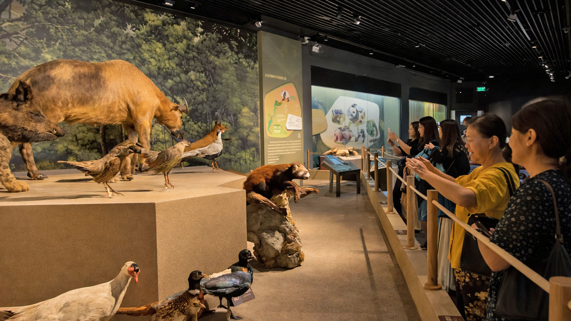 Fascinating animal exhibits in China museum feel like a real safari