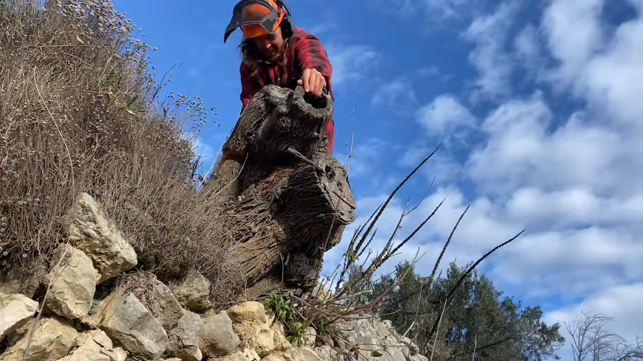 Harvesting firewood from ancient almond stumps