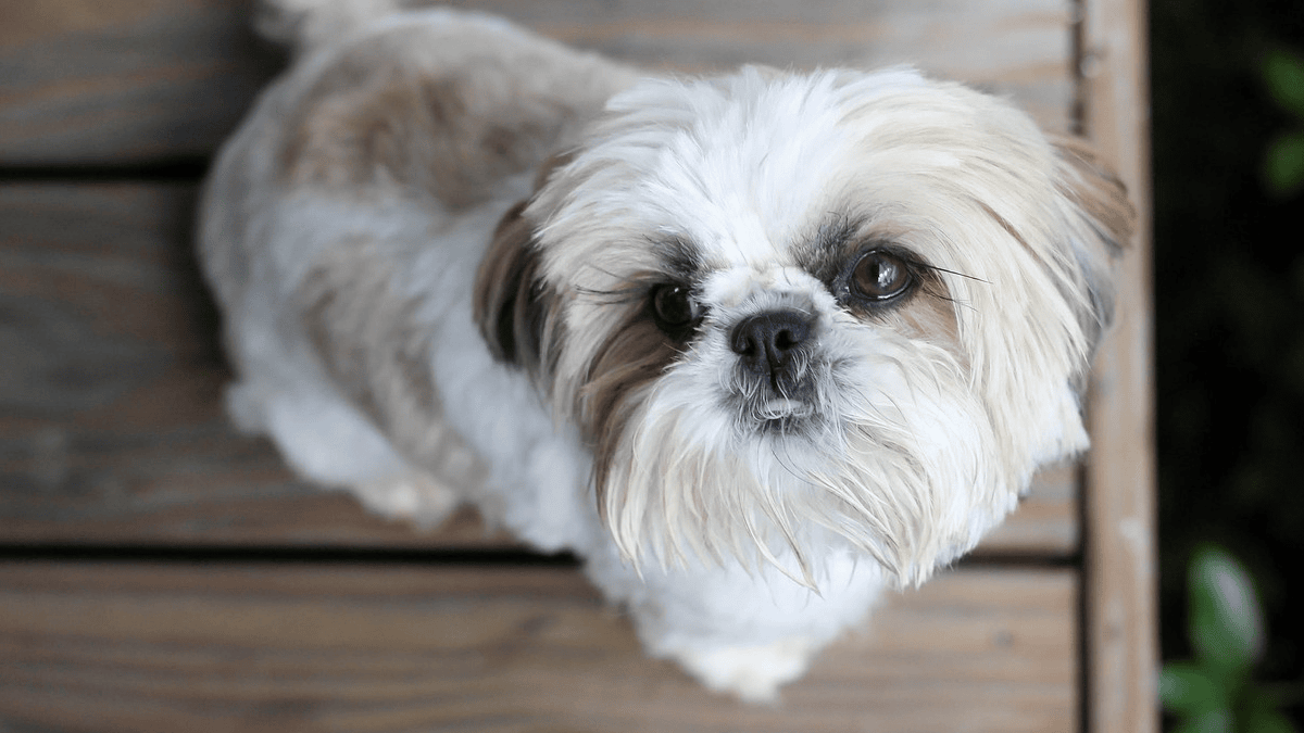 8 small dog breeds with the biggest, noblest, and most loyal hearts