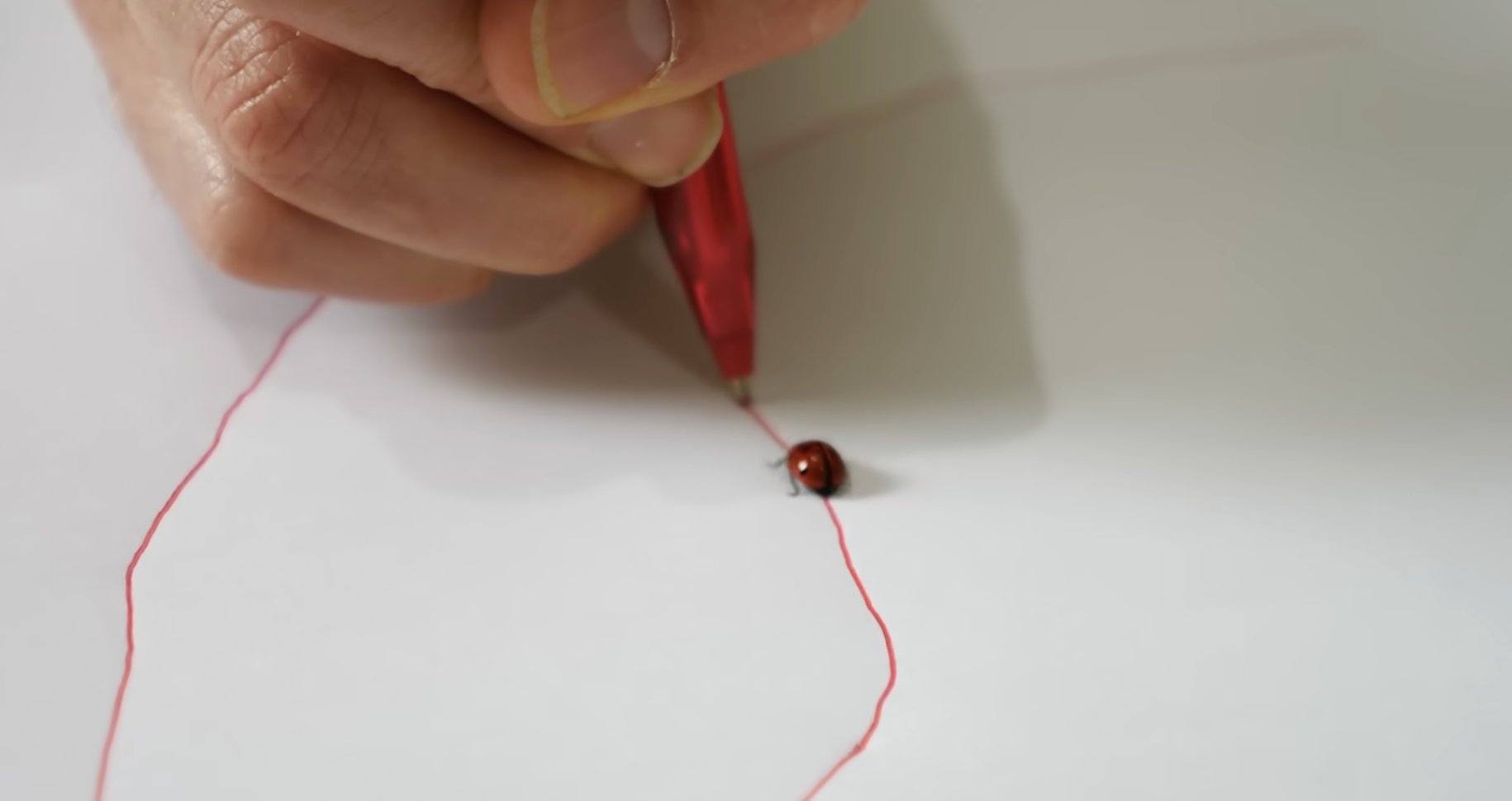 Why do ladybugs follow your drawings?