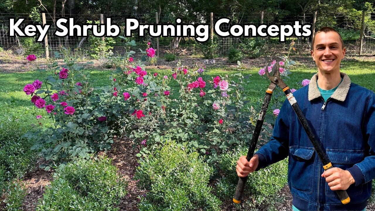 How to prune shrubs: Key concepts to successful pruning