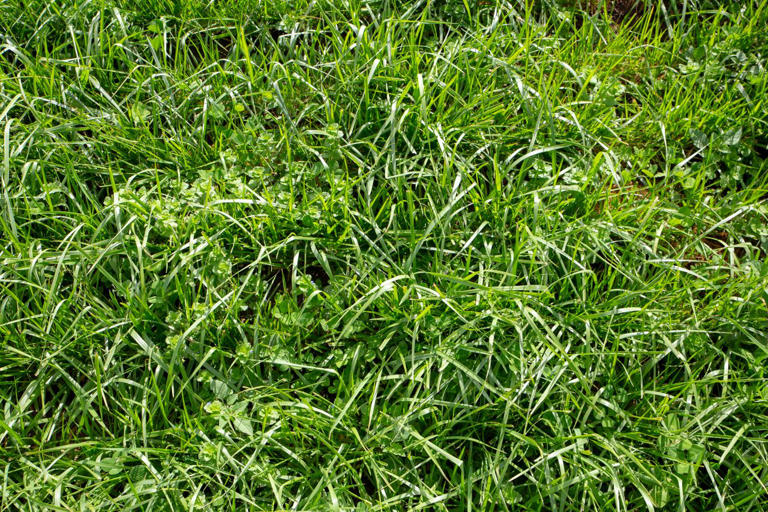 7 fast-growing grasses that will give you a lush lawn in no time