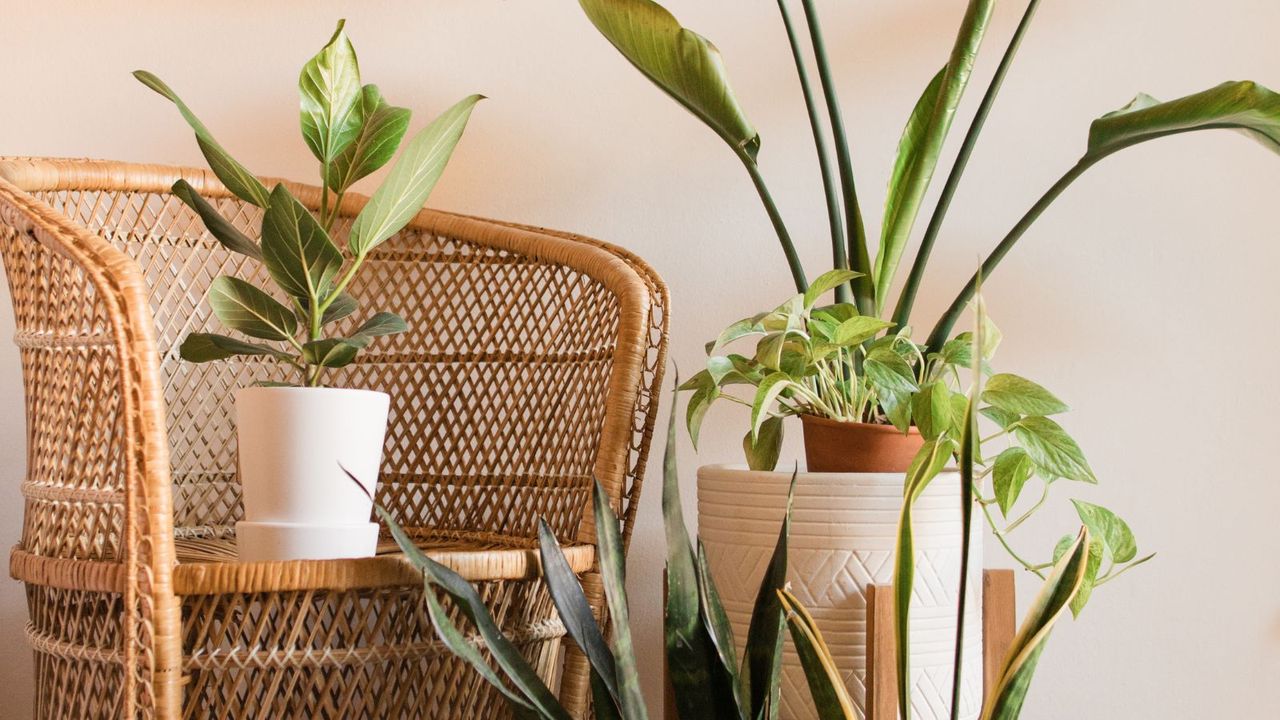 How to grow and care for a Ficus Audrey – the lesser-known alternative ...