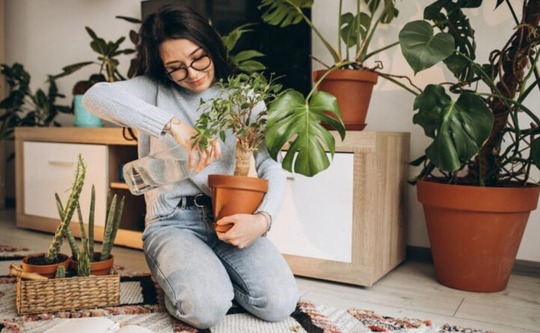 Ola de calor en México: 5 plantas de interior para refrescar el hogar ...