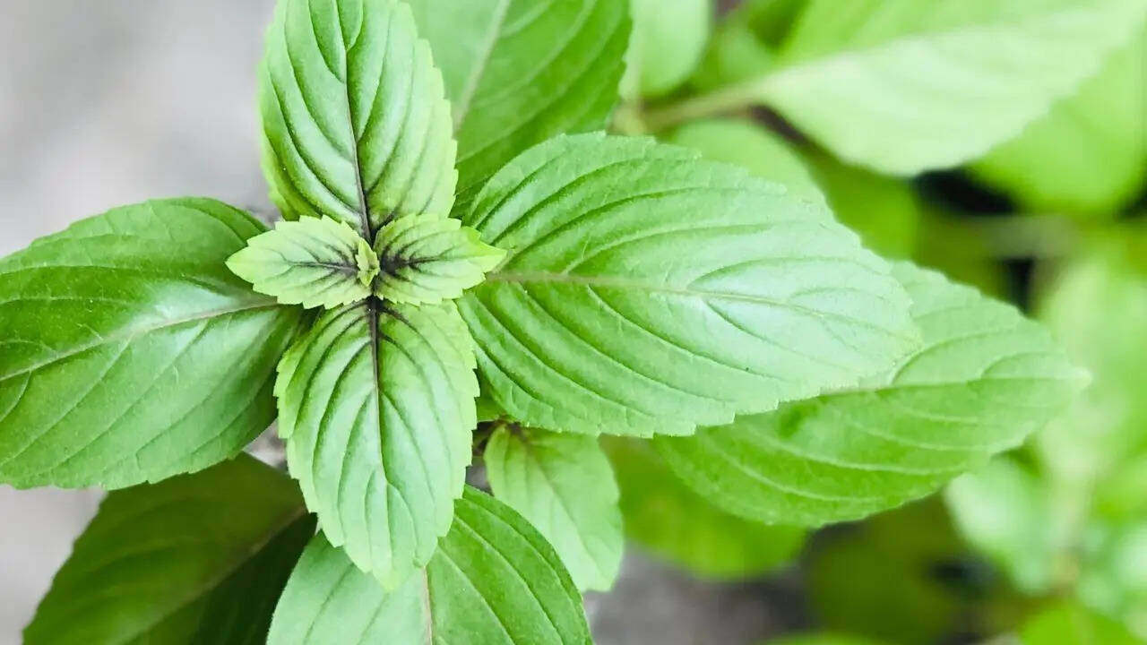 7 indoor herbs you can grow near a sunny window