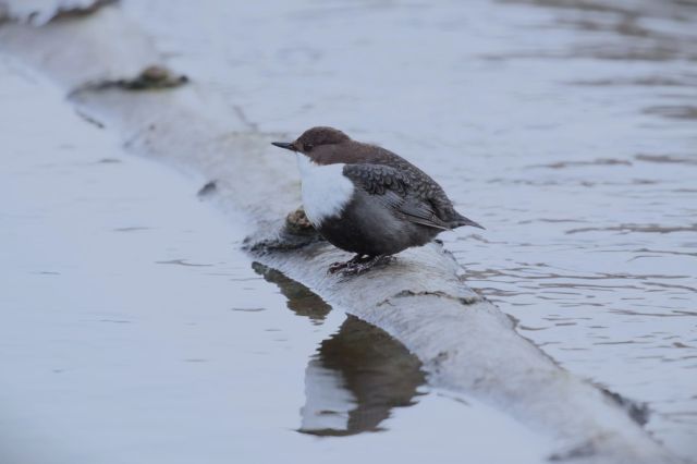 Researchers find microplastics in droppings of freshwater birds at ...