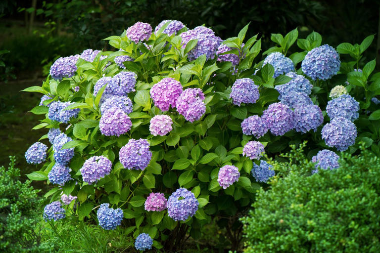 When to transplant hydrangeas, according to garden experts