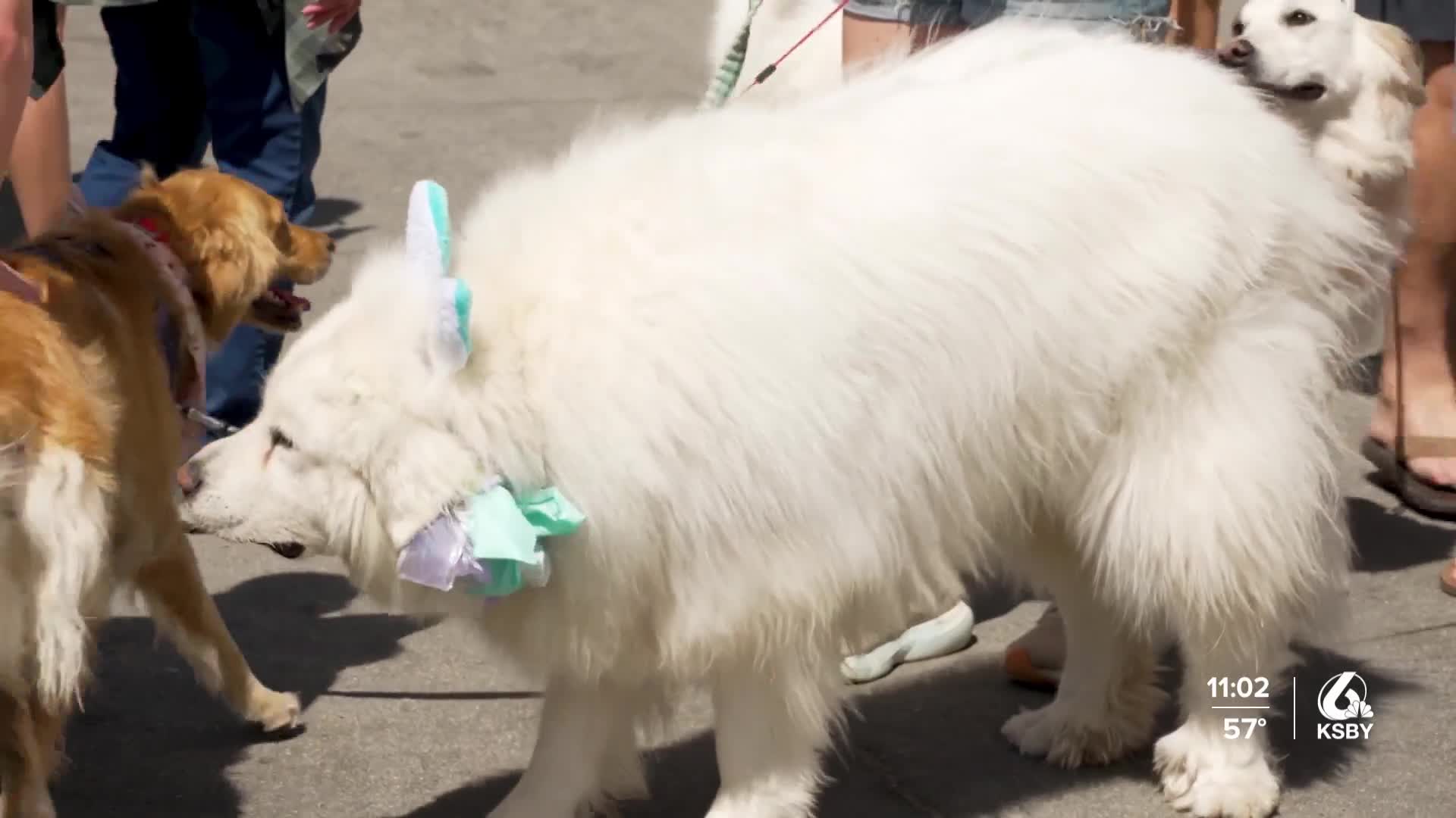 Furry friends join in for the annual Easter dog parade in Cayucos