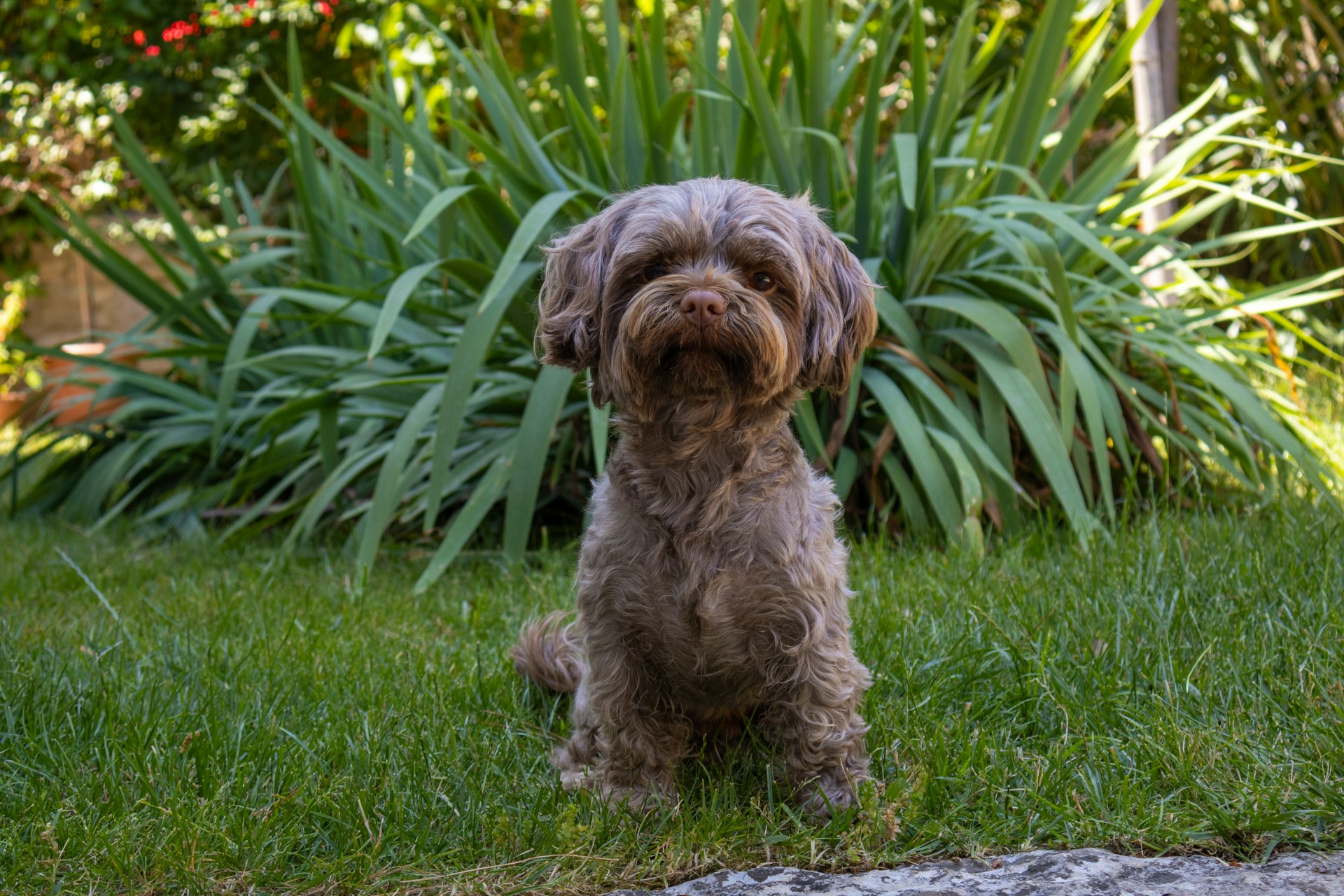 El primer perro doméstico conocido