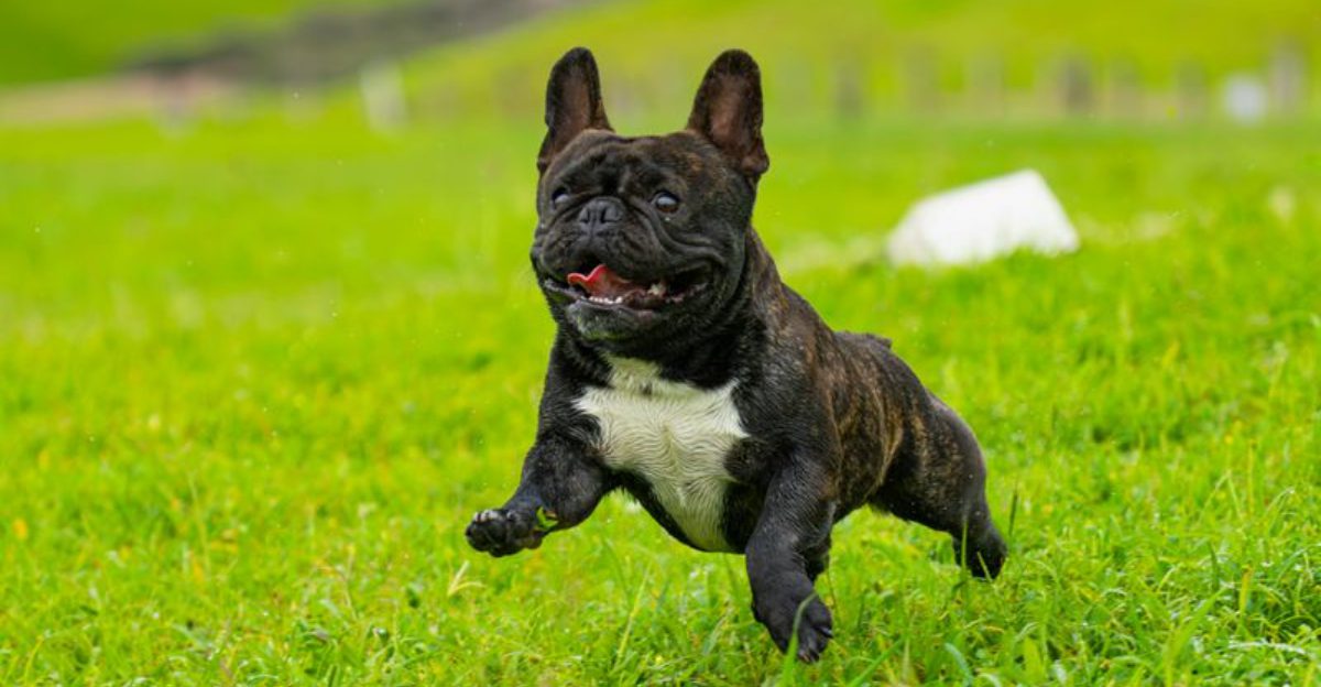 If you want a dog that's always by your side, these 12 breeds are perfect