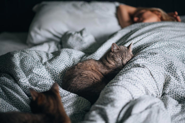 Voices: Never trust a man who doesn’t like cats – why it’s a dating red ...