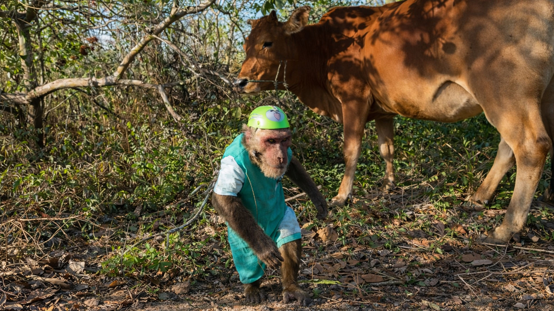 A Simple Plan by Cutis Turns Into a Funny Situation with Dad Cow