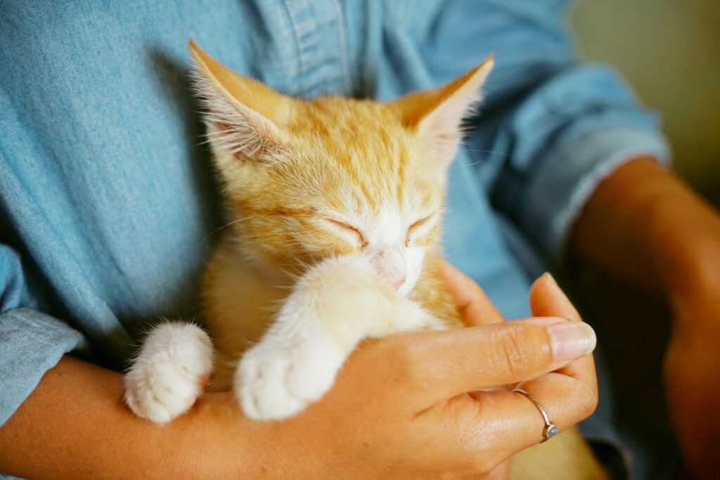 15 signs your cat loves you