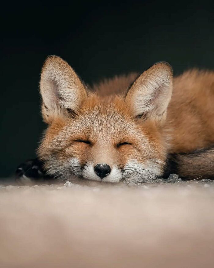 39 close-up wildlife images that reveal nature’s beauty