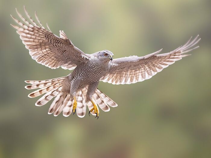 30 captivating bird photographs showing nature’s beauty