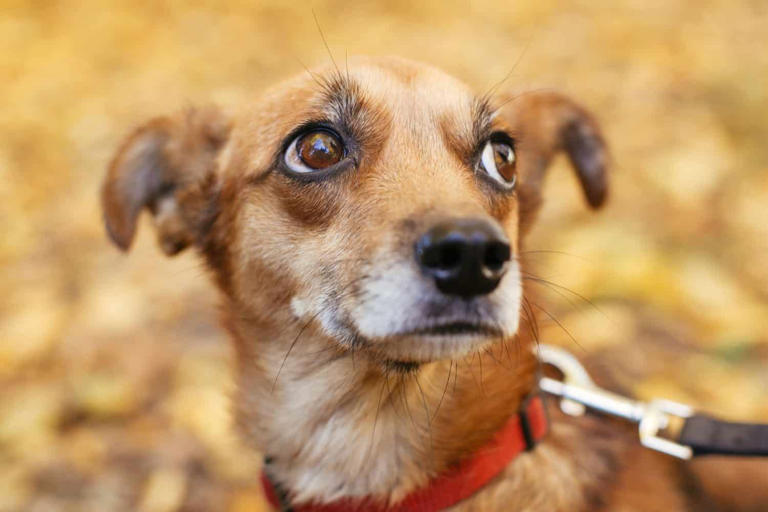 10 things your dog wishes you’d stop doing