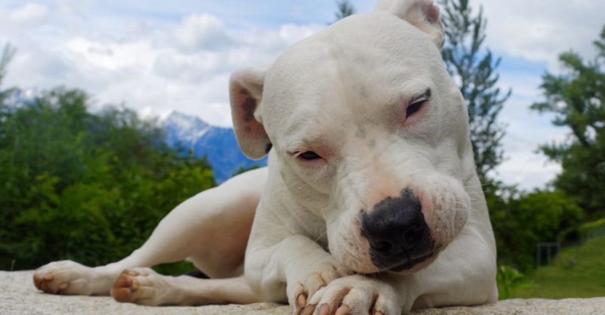10 USA-born dog breeds that make great companions