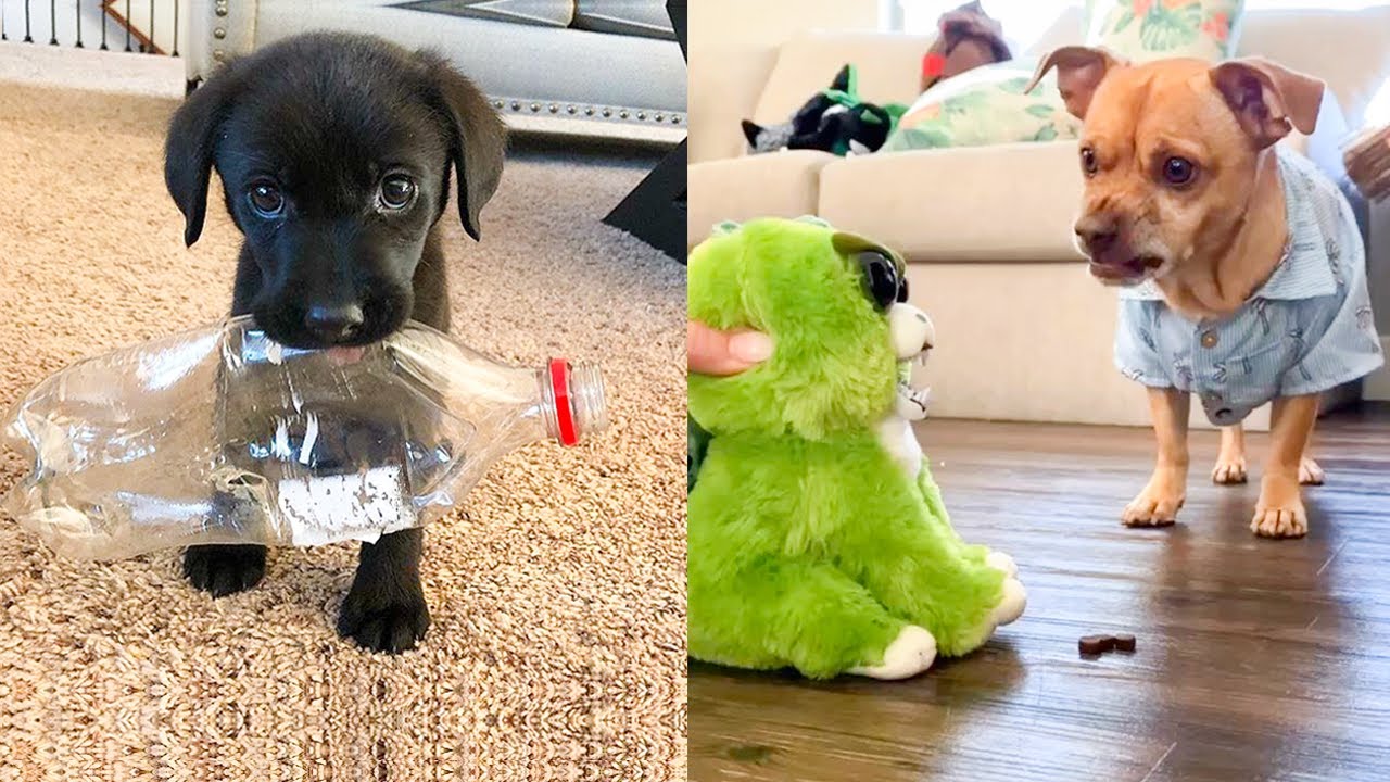 Funny puppies in playful home moments