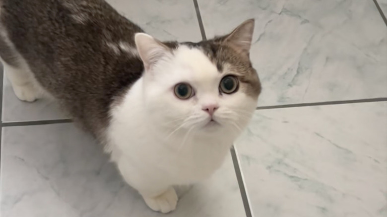 Munchkin cat showing off his new tricks will give you a boost of serotonin