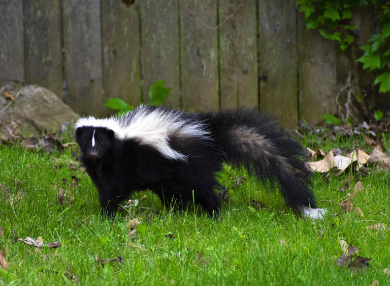 What to do if you see a skunk on your property (and what to absolutely ...