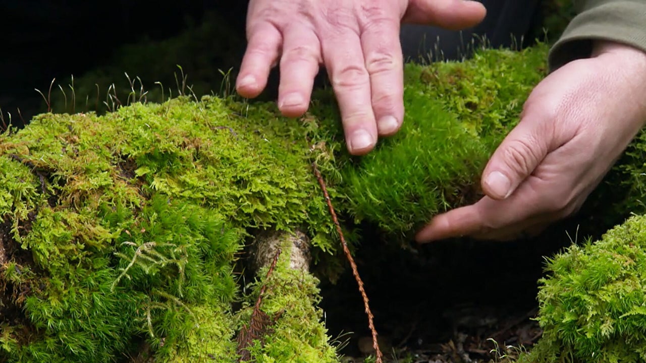 The beauty of moss