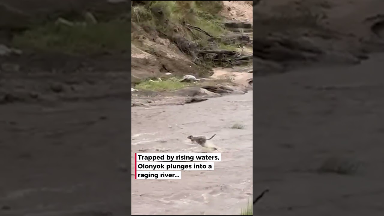This cheetah took a daring plunge! 💦