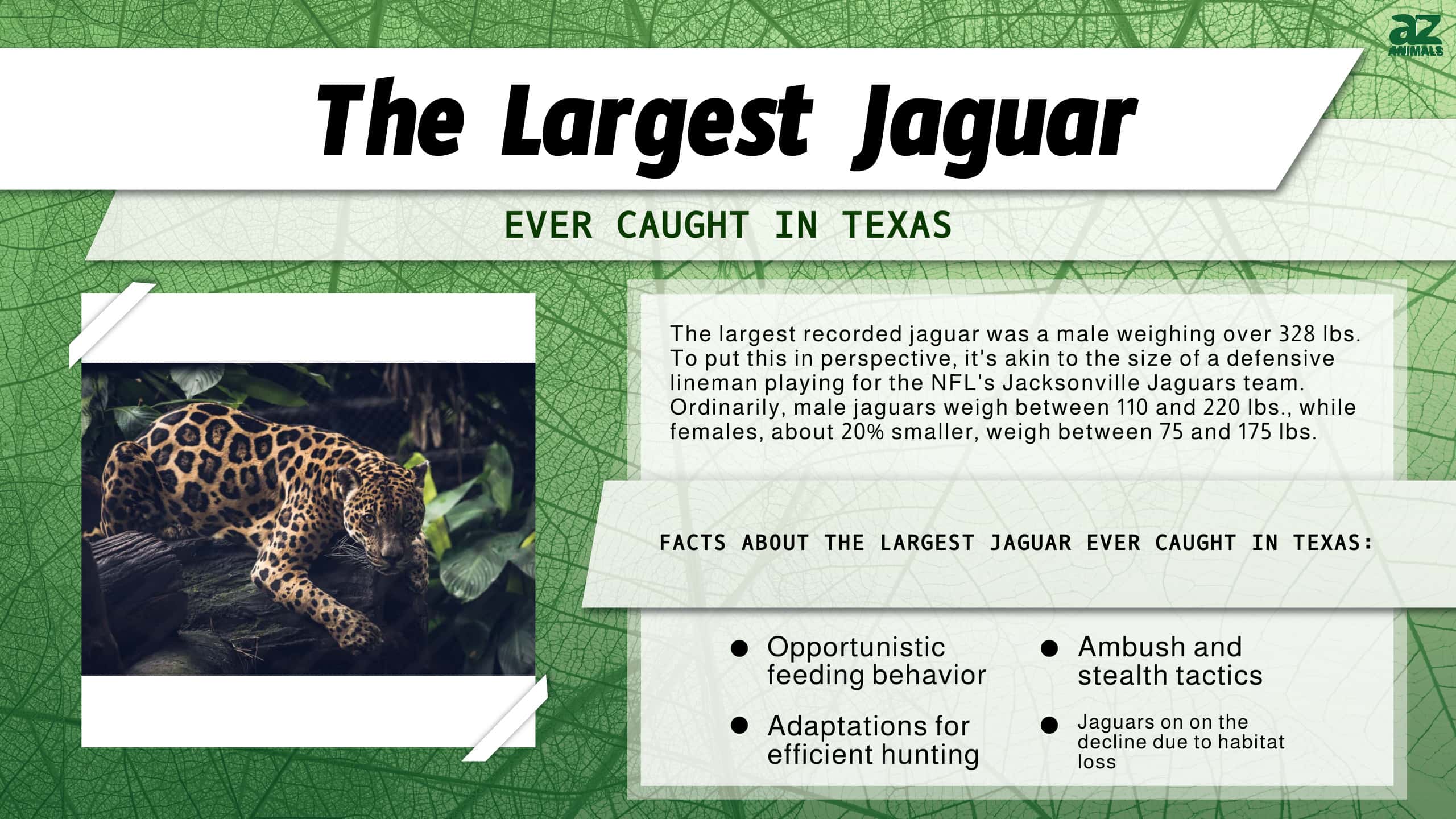 The largest jaguar ever recorded in Texas and where they once roamed