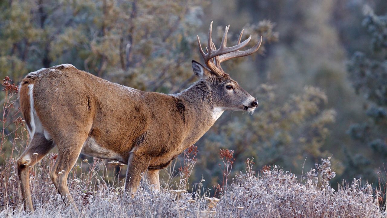 What every hiker should know about facing deer on the trail