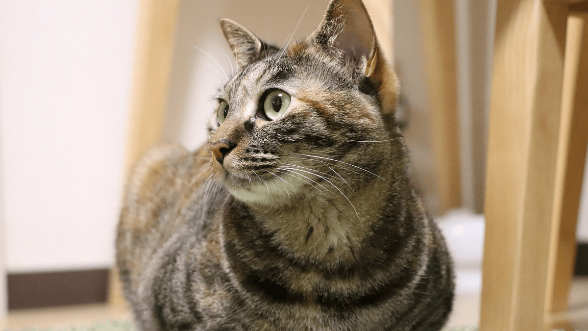 7 signs your cat misses you even when you're home